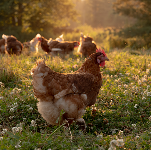 Your Complete Guide to Free-Range Eggs: Nutrition, Welfare, and Certif ...